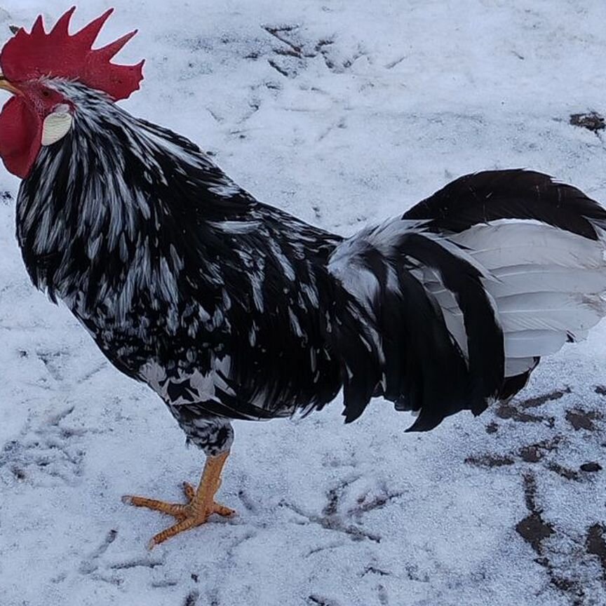 Домашний молодой петух