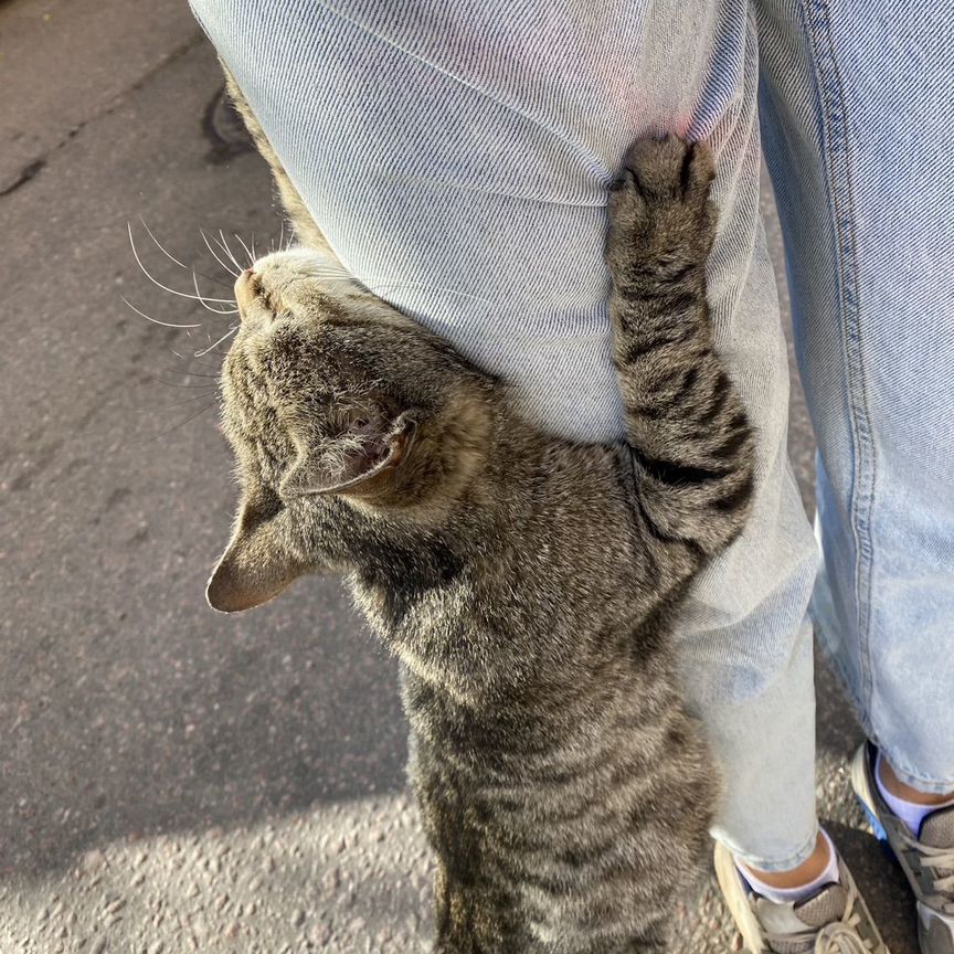 Кошка-девочка, беременяша