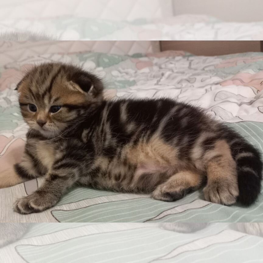 Шотландская вислоухая