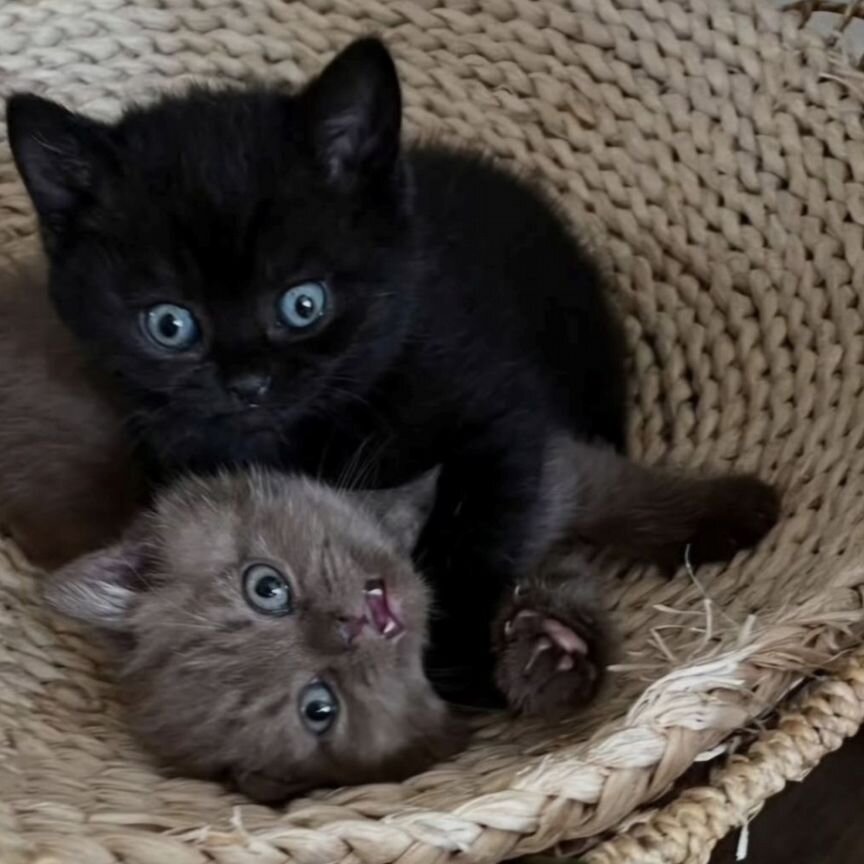 Британский короткошёрстный котёнок