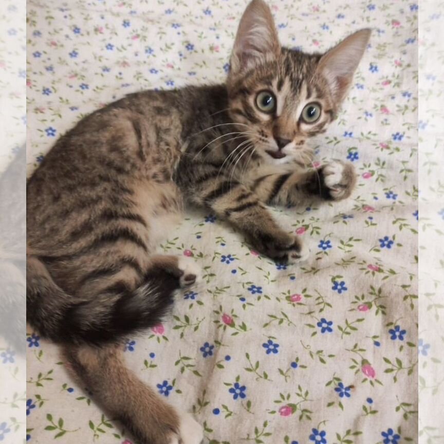 Котёнок в добрые руки