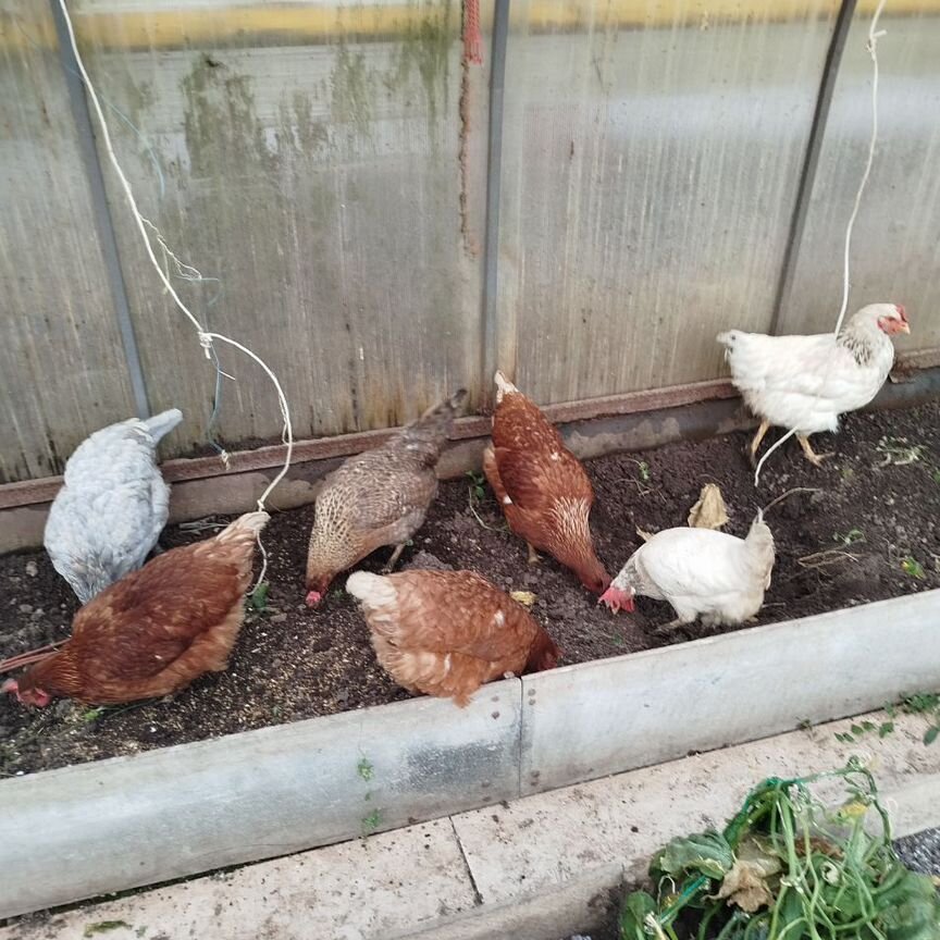 Куры несушки доминант