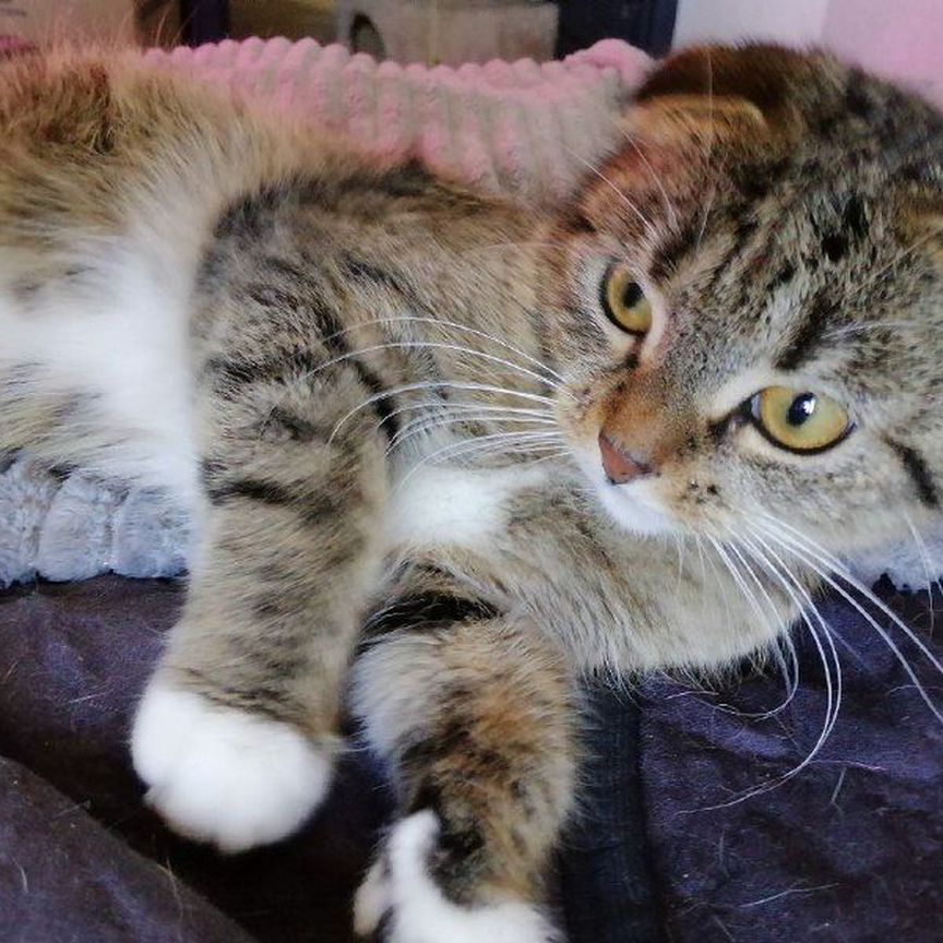 Маленькая Леди