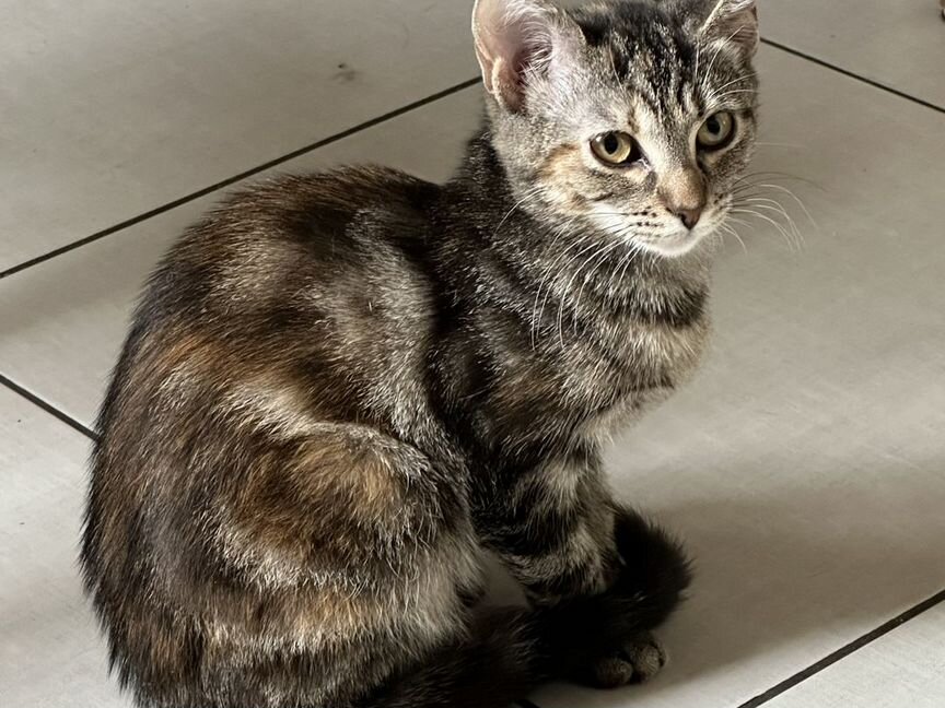 Котята в добрые руки Душечка