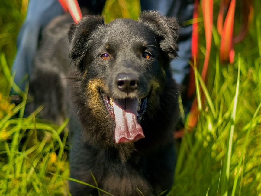 Пёс с тяжелой судьбой из приюта
