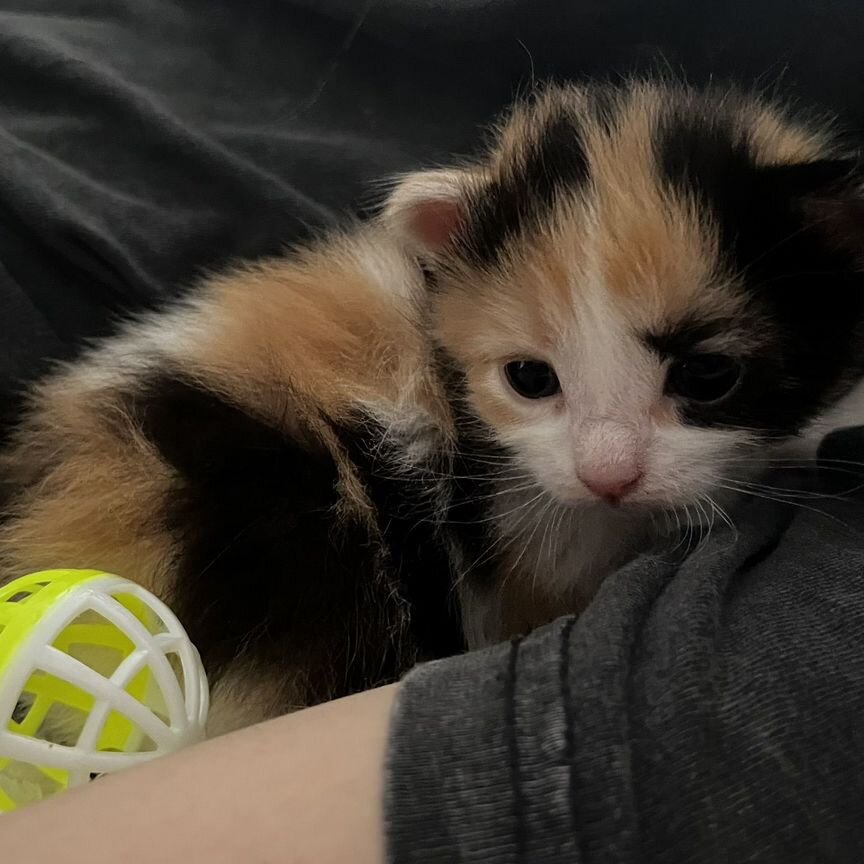 Котята-счастливчики