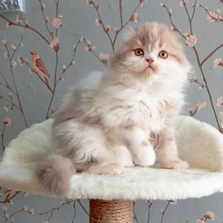 Шотландский вислоухий длинношёрстный котёнок