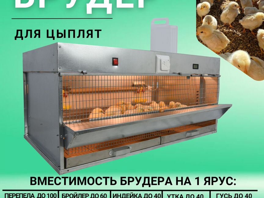 Брудер для цыплят автоматический
