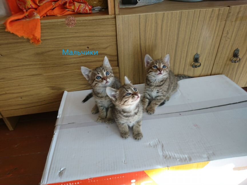 Котята красивые отдам бесплатно