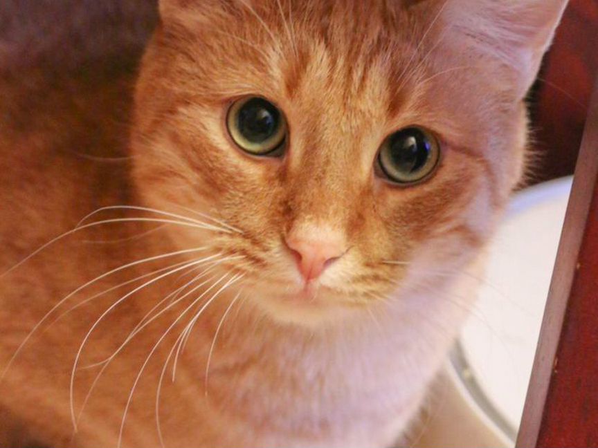 Солнечный котик, 10 месяцев