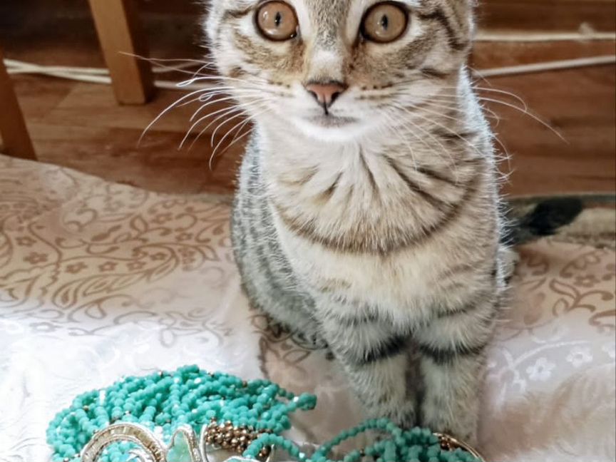 Котенок девочка ищет дом