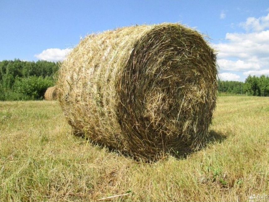 Продам сено в рулонах
