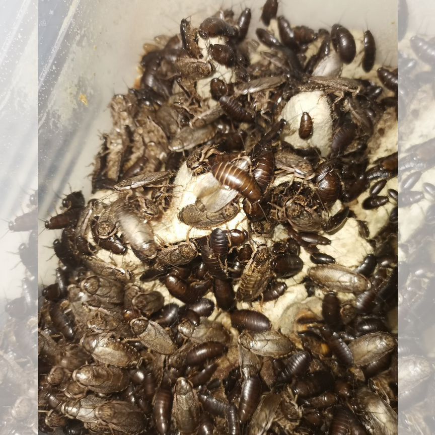 Мраморные тараканы