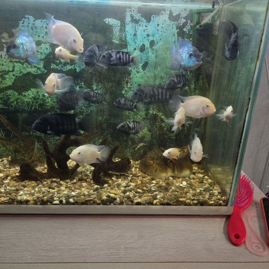 Аквариумные рыбки цихлиды