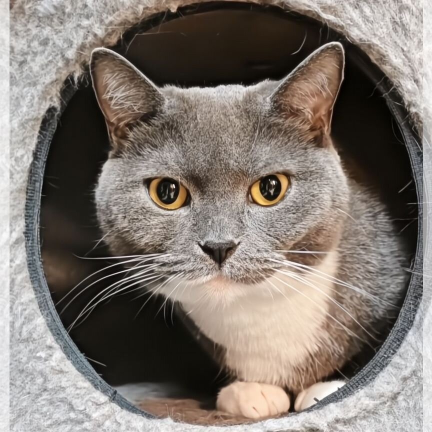 Шотландский прямоухий короткошёрстный кот, взрослый