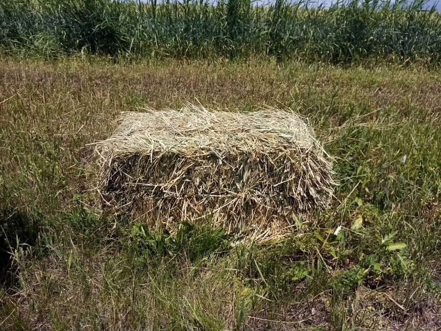 Сено луговое