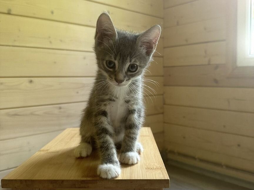 Котята