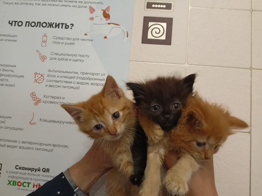3 братика ищут дом