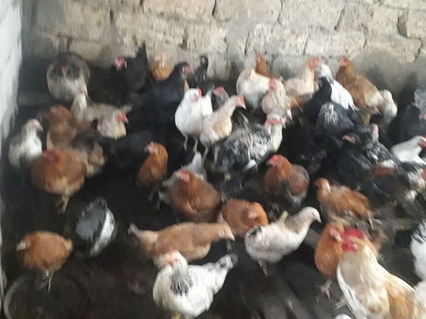 Куры домашние