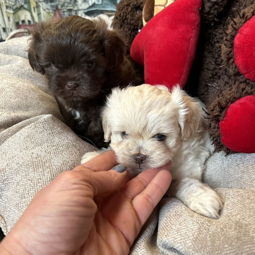 Мальтипу девочки