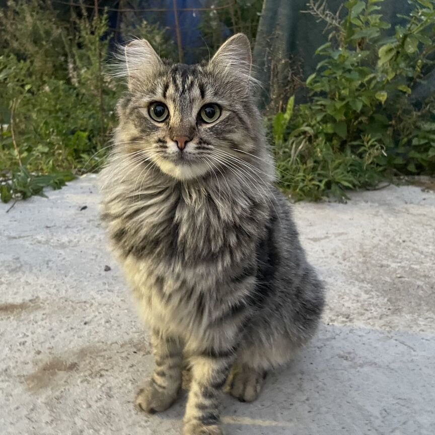 Молодая кошечка Пуша, 2 года