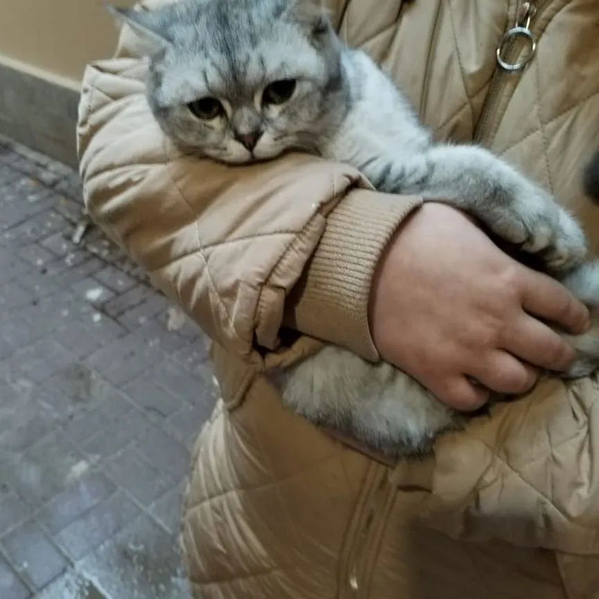Шотландская котика нашли на улице