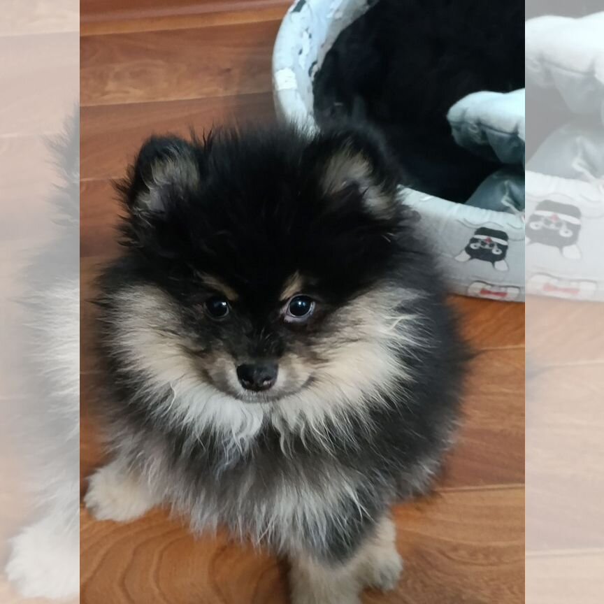 Померанский шпиц, щенок