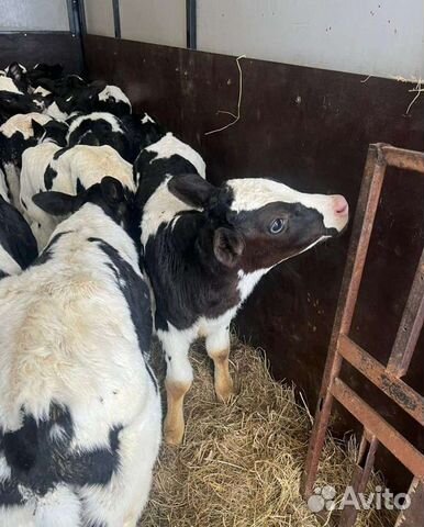 Бычки телята