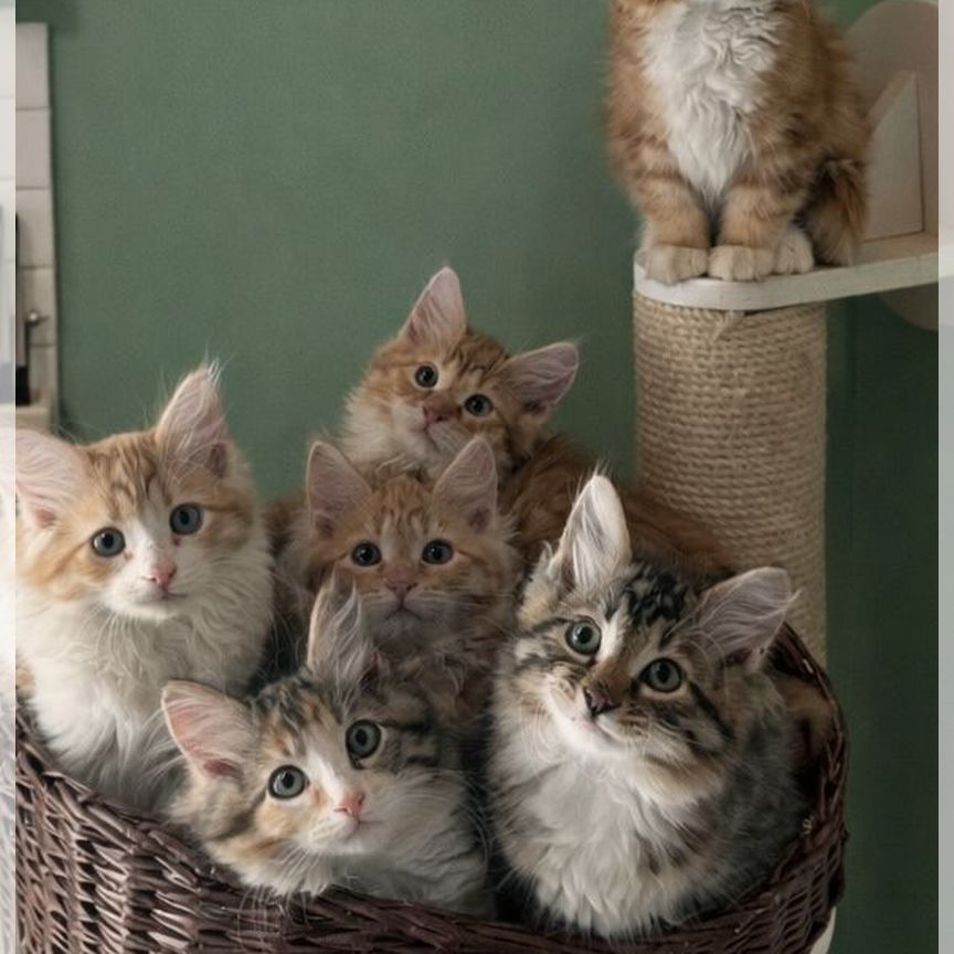 Сибирский котёнок