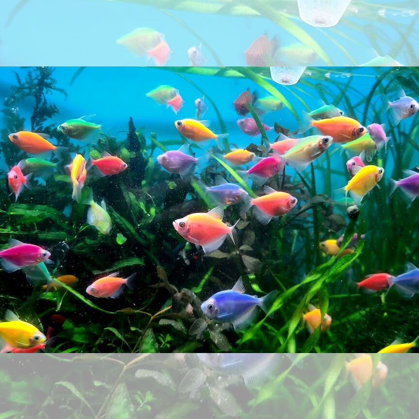 Тернеция и барбусы "Гло фиш"