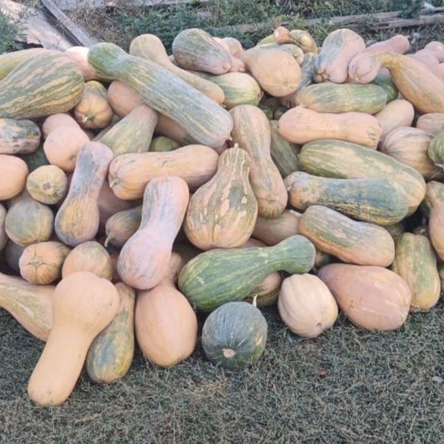 Тыква матильда