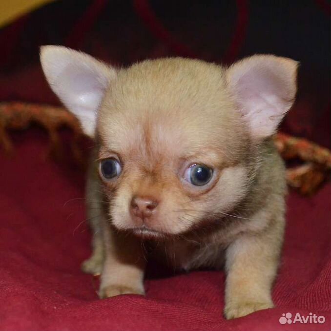 Девчоночка