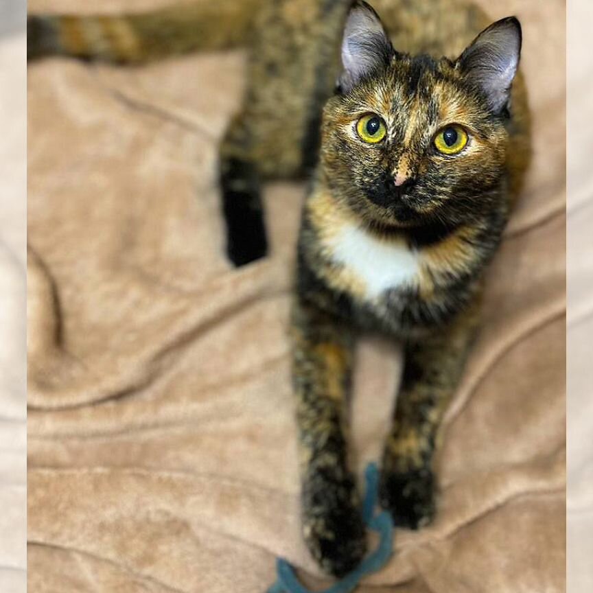 Взрослая, Девочка кошка в добрые руки