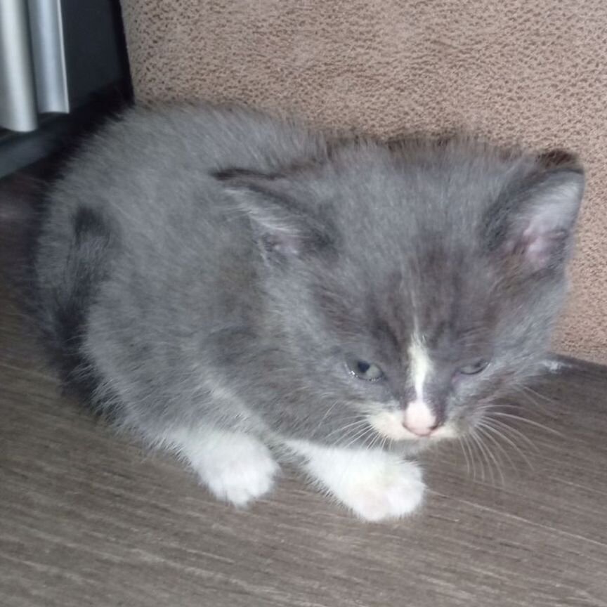 Британский короткошёрстный котёнок