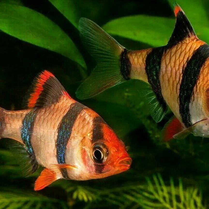 Живая рыба Барбусы