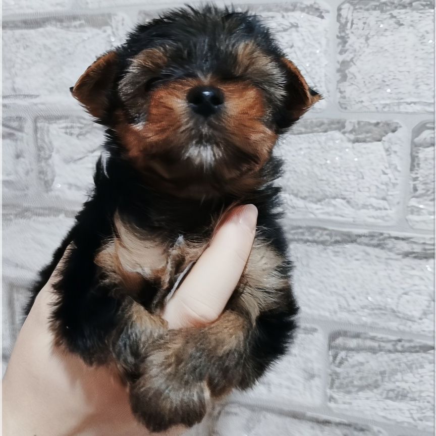 Йоркширский терьер, щенок