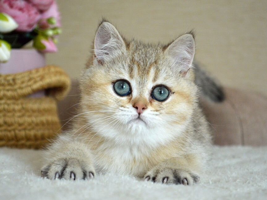 Котята британских кровей