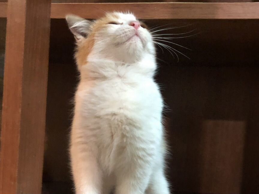 Котеночек 2 месяца