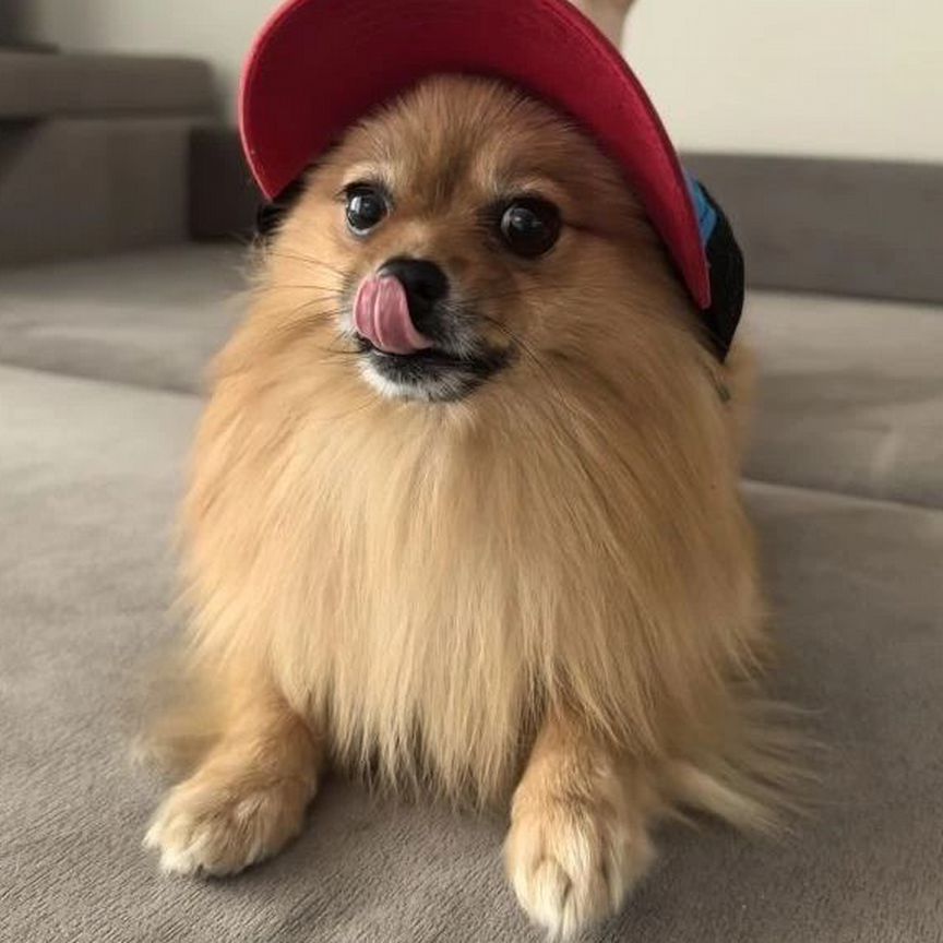 Померанский шпиц, взрослый пёс