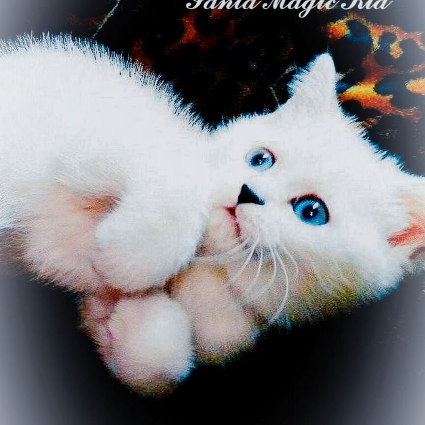 Британский короткошёрстный котёнок