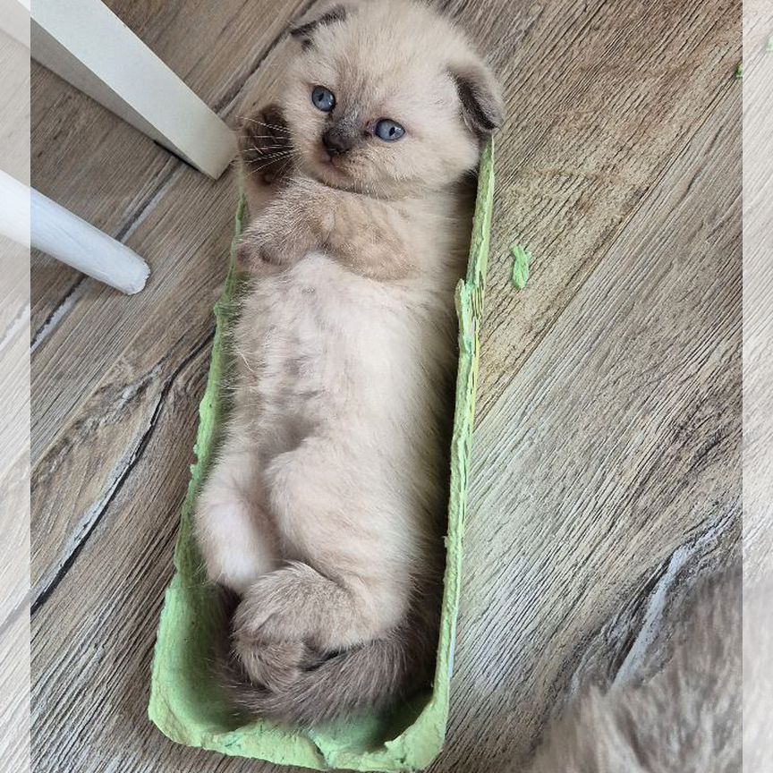 Шотландский вислоухий короткошёрстный котёнок
