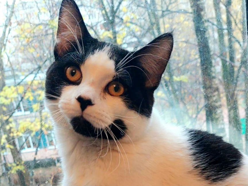 Красивый котенок-подросточек