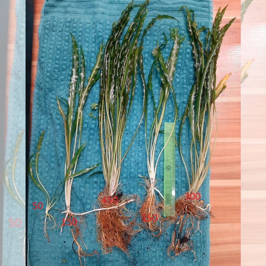 Криптокорина спиралис