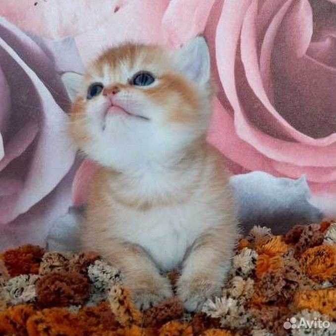 Золотые шиншиллы девочки, выбор из 6 шт