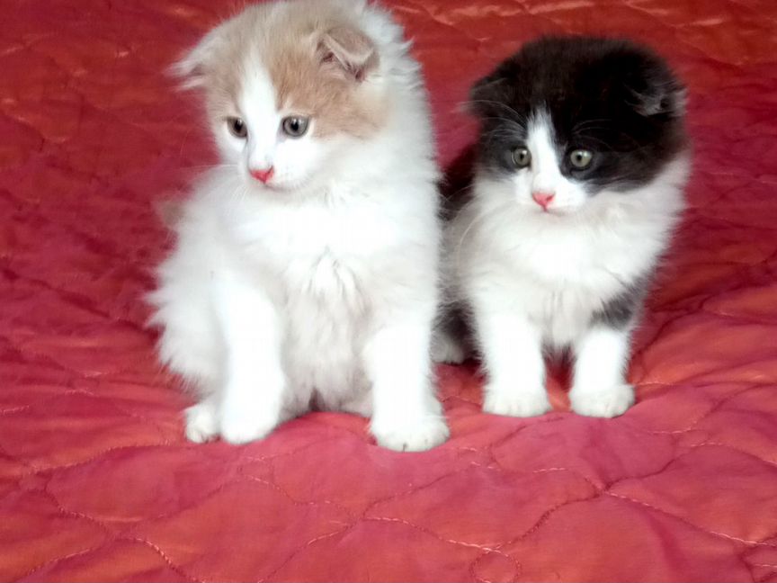 Шотландские котята