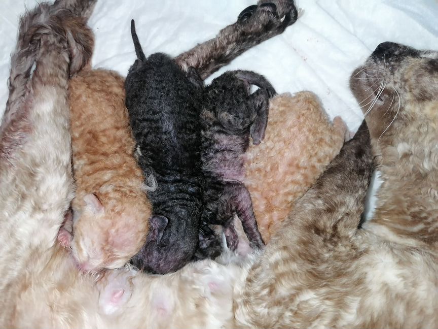 Котята корниш-рекс