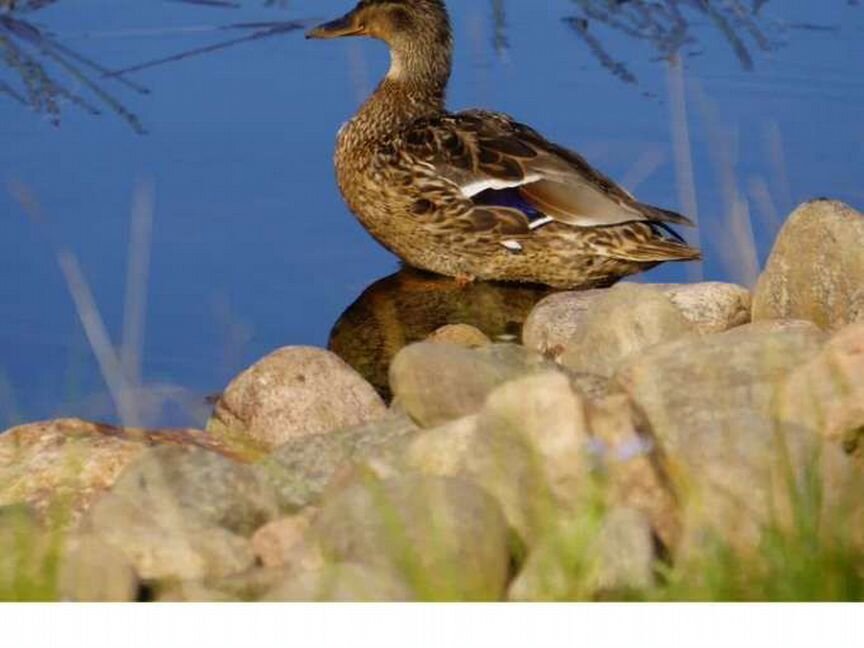 Подсадные охотничье утки,вызаренные