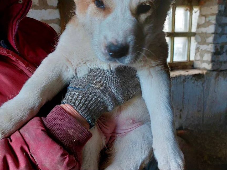 Собака в добрые руки алабай