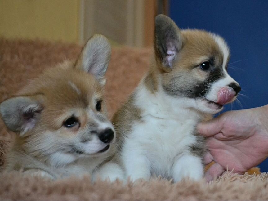 Мальчики Вельш корги Пемброк