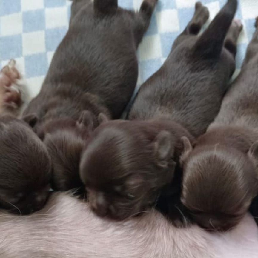 Шоколадное счастье